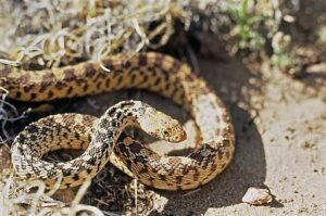 These snakes live in Montana - Know before you go